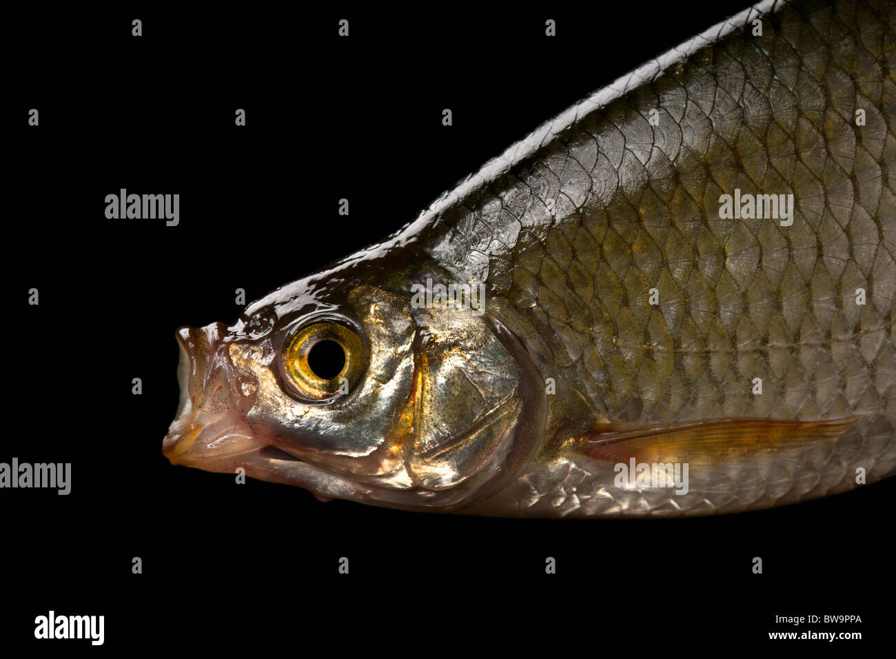 Common rudd most widespread fresh-water fish in territory of Asia and ...