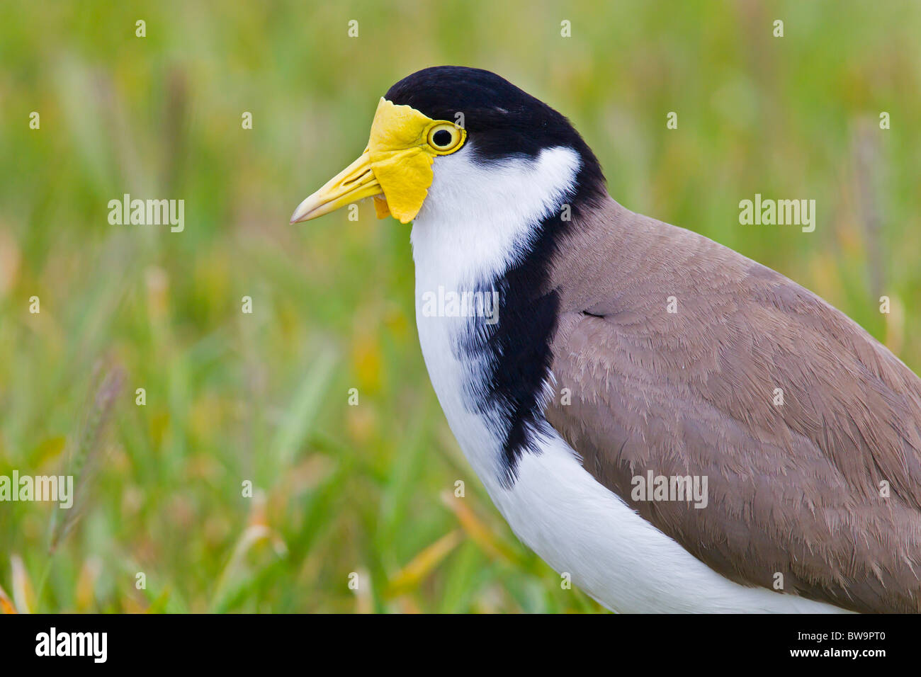 MASKED LAPWING PORTRAIT Stock Photo - Alamy