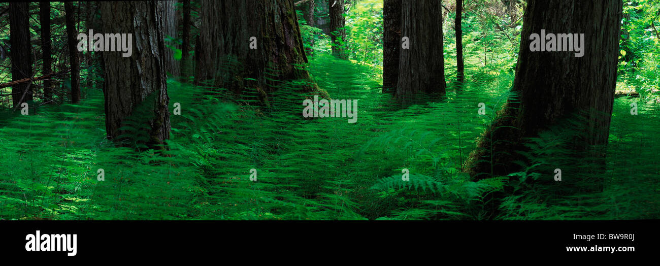 Woodland scene Oregon Stock Photo - Alamy
