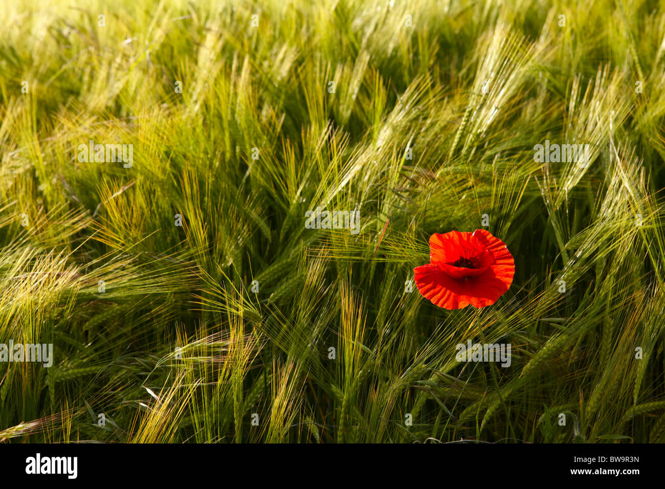 Poppy hi-res stock photography and images - Alamy