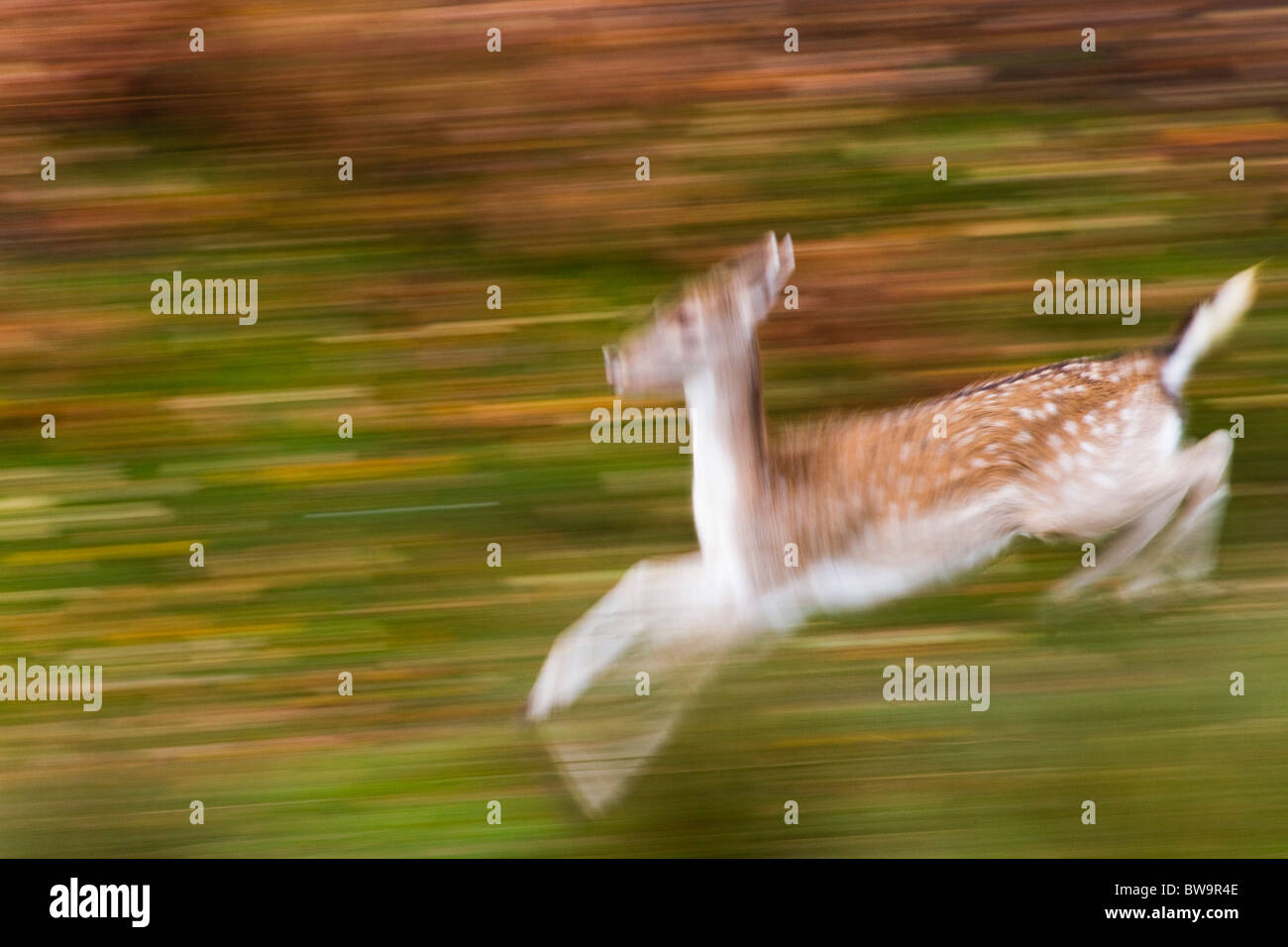 Running deer hi-res stock photography and images - Alamy