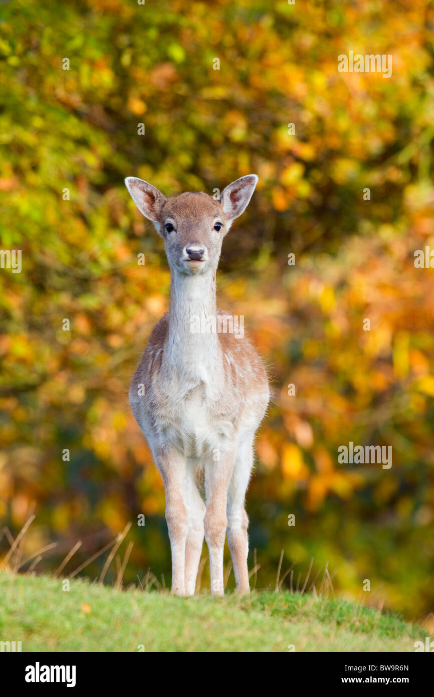 Fallow Deer; Dama dama; female Stock Photo - Alamy