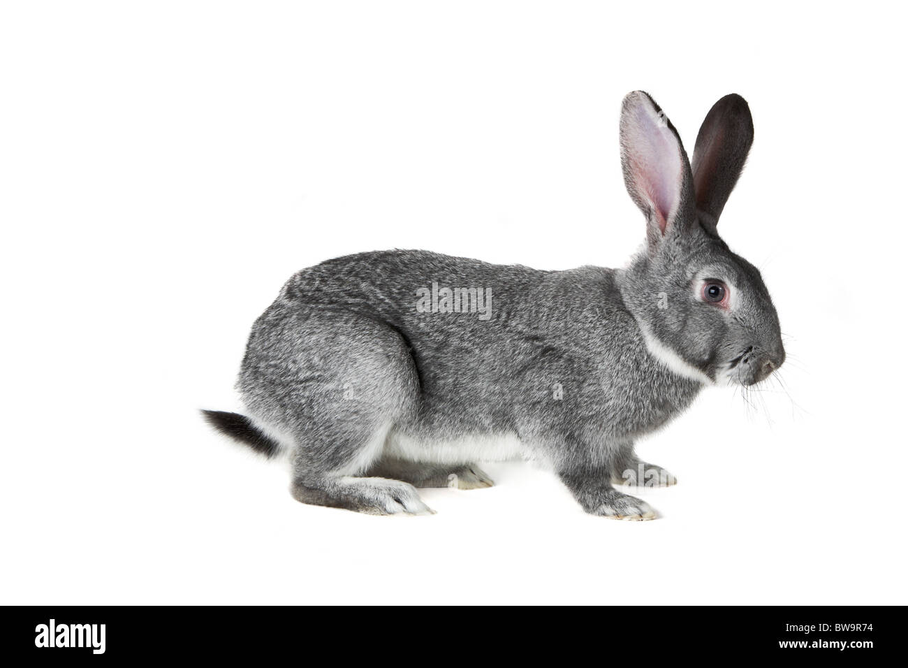 Image of cute grey rabbit isolated over white background Stock Photo ...