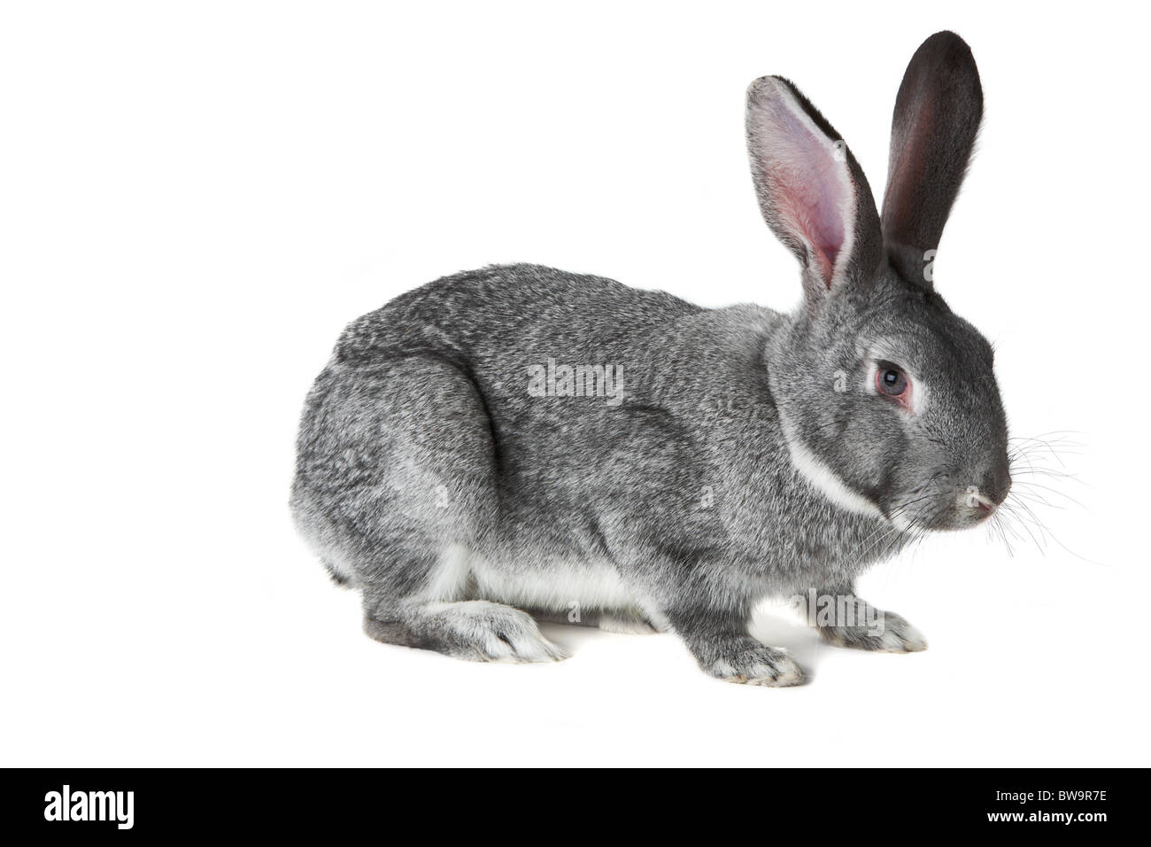 Image of cute grey rabbit isolated over white background Stock Photo ...