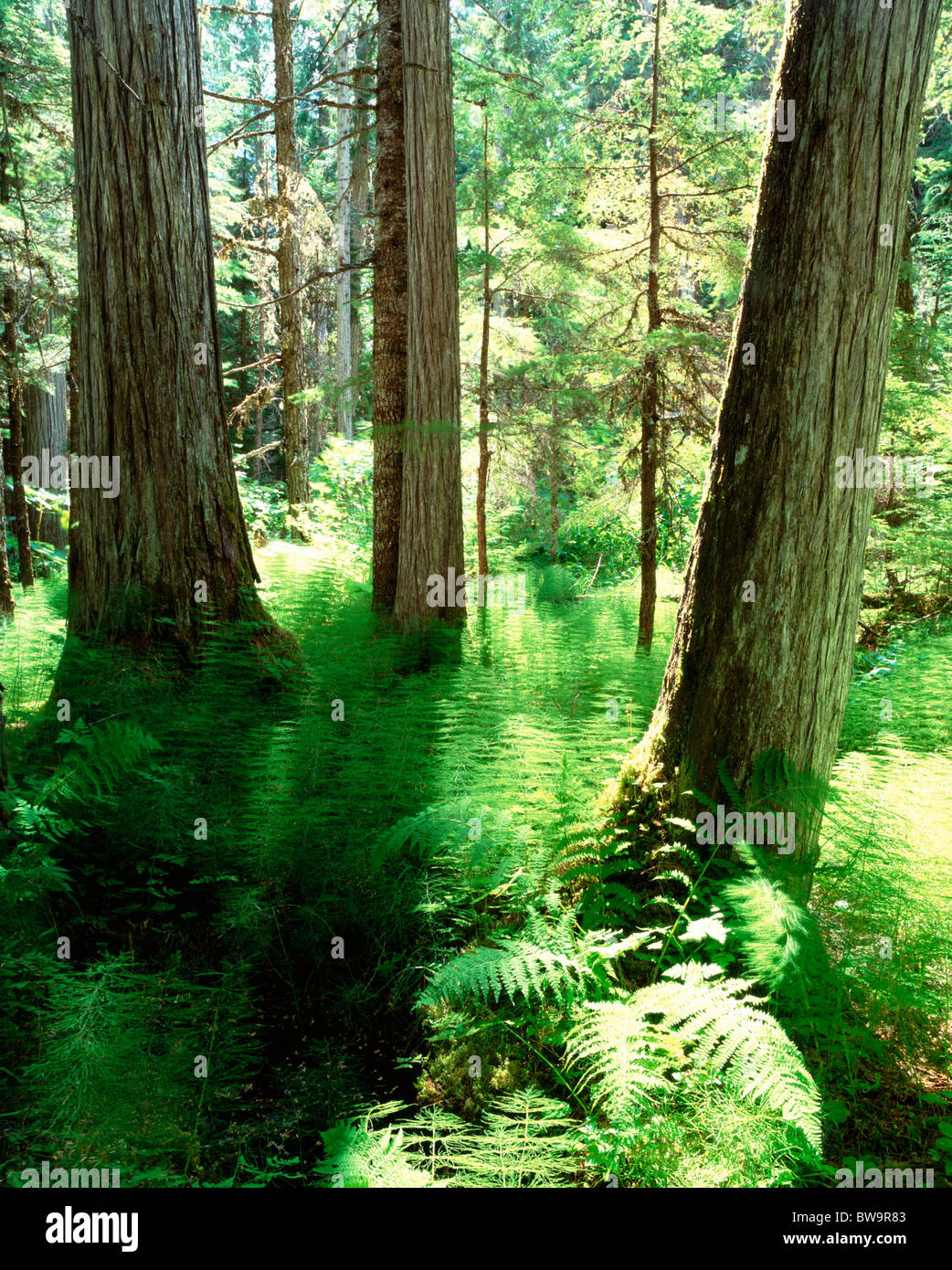 Woodland scene Oregon USA Stock Photo - Alamy