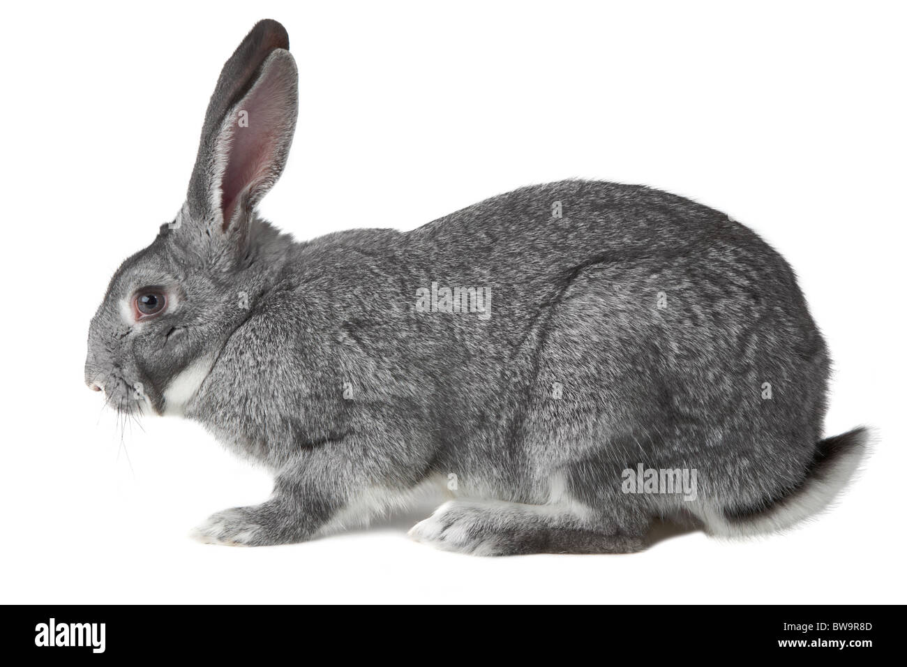 Little grey rabbit Cut Out Stock Images & Pictures - Alamy