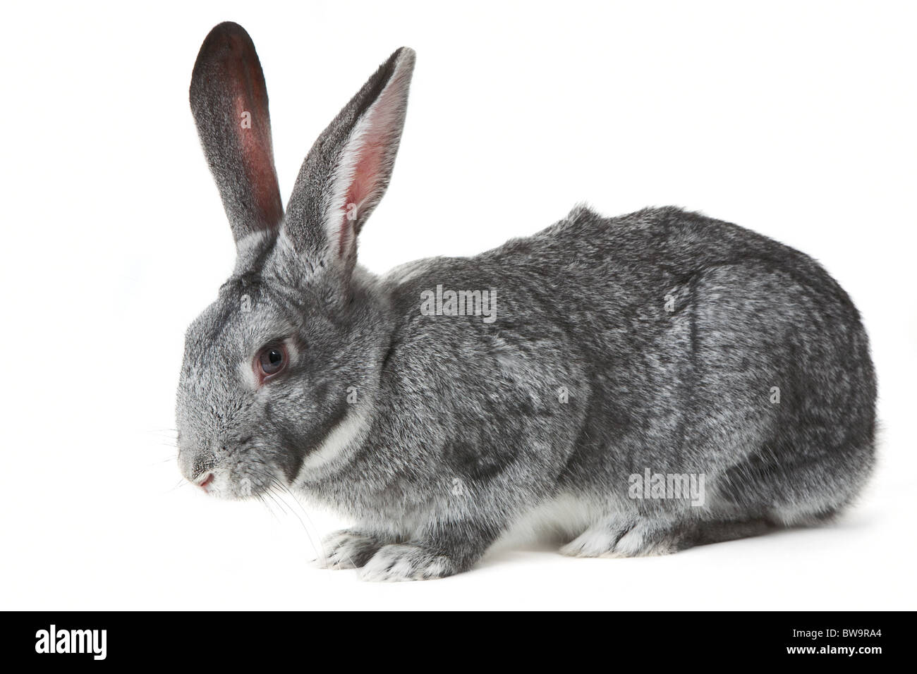 Little grey rabbit Cut Out Stock Images & Pictures - Alamy