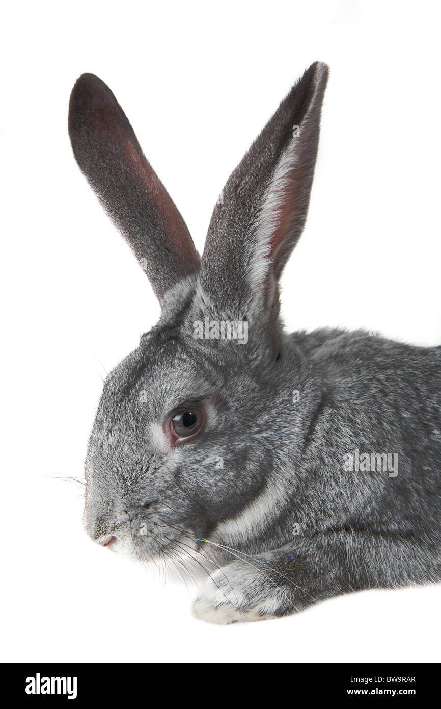 Rabbit muzzle Cut Out Stock Images & Pictures - Alamy