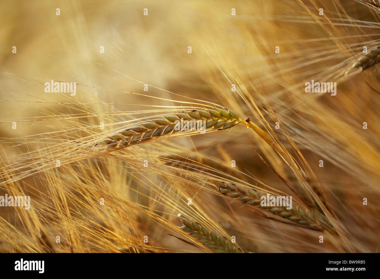 Ears of ripening barley Stock Photo - Alamy