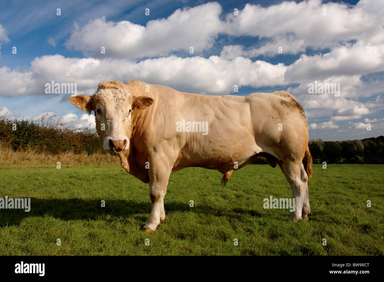Beef bull hi-res stock photography and images - Alamy