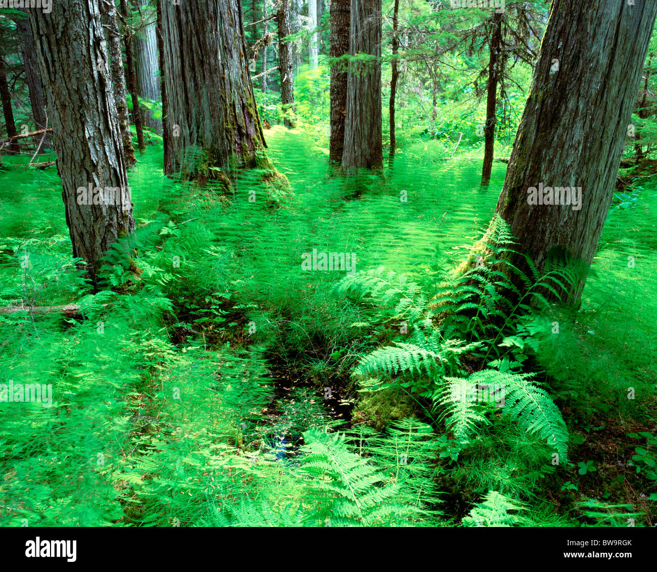 Woodland scene Oregon USA Stock Photo - Alamy