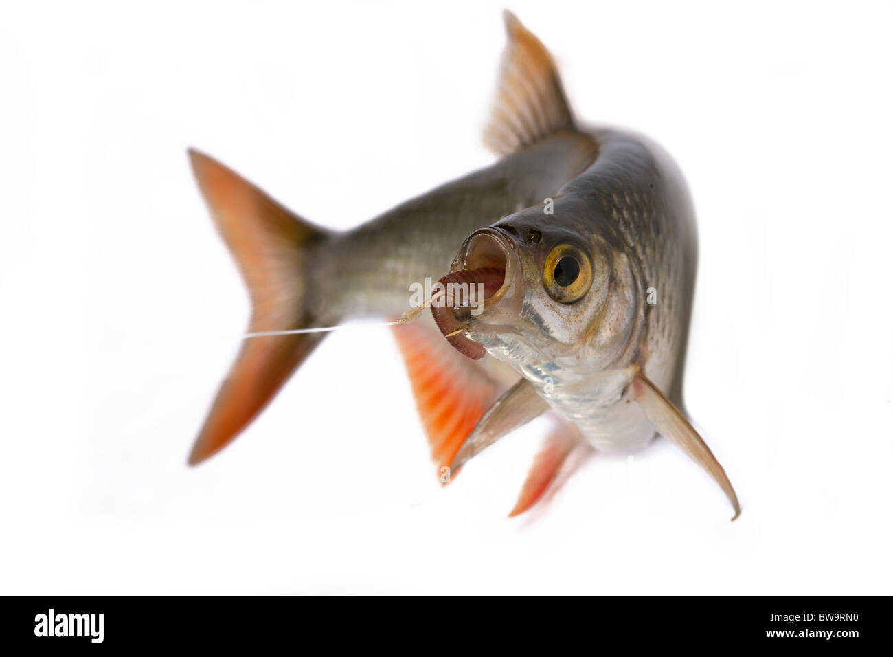 Common rudd most widespread fresh-water fish in territory of Asia and ...