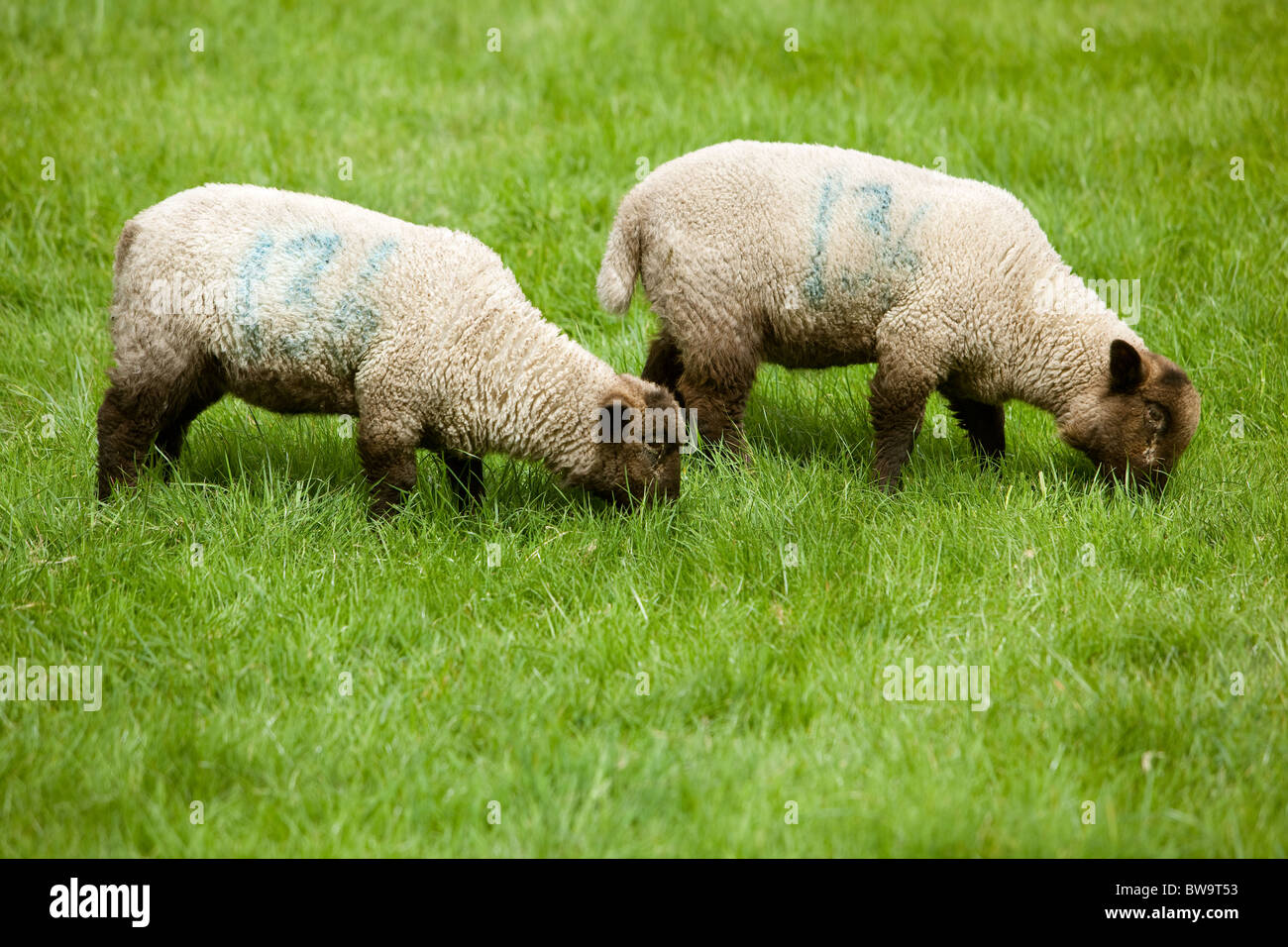 growing lambs enjoying summer pastures.England Stock Photo - Alamy