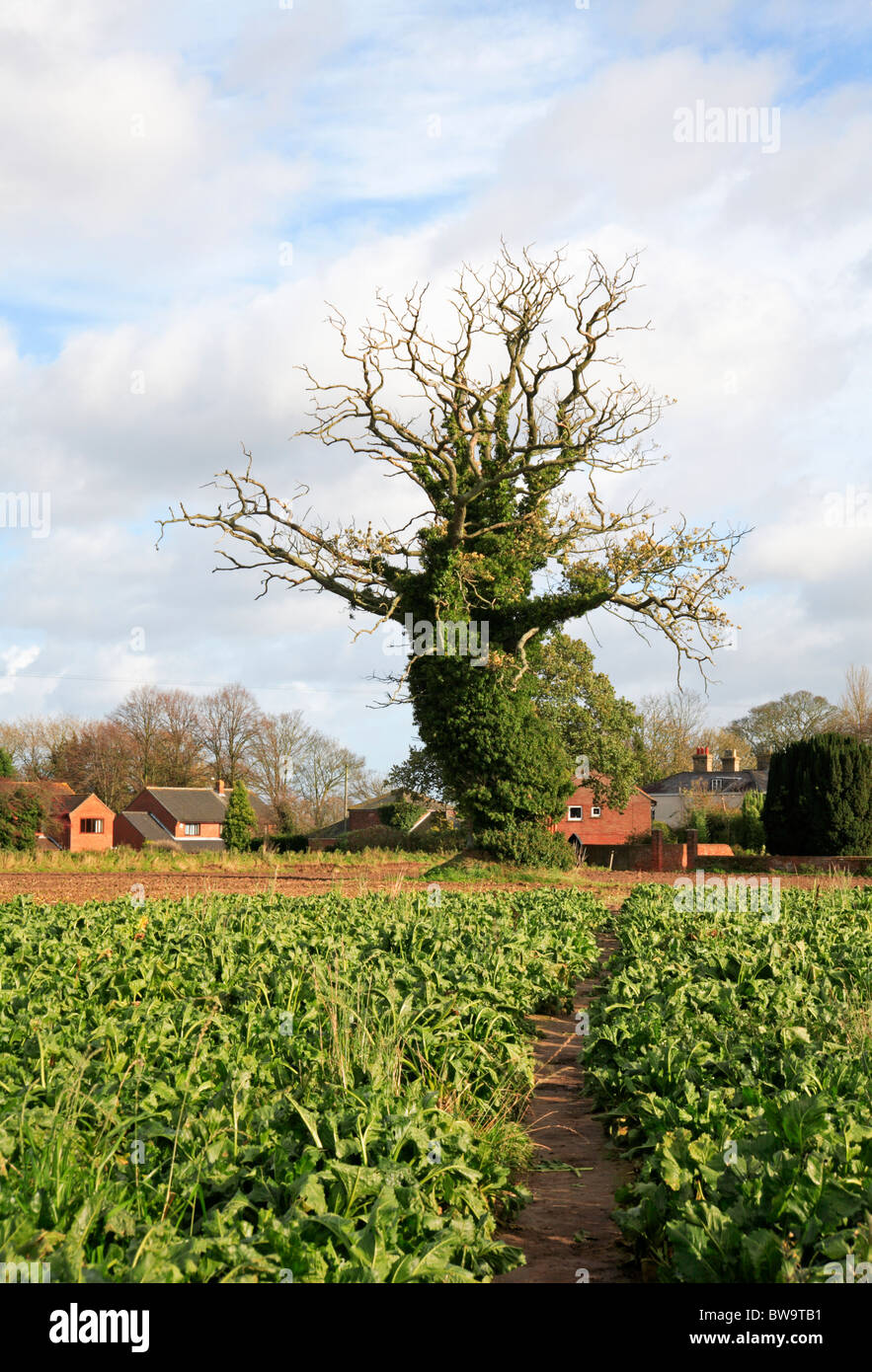 Old ivy covered oak tree by a public footpath in a sugar beet field at ...