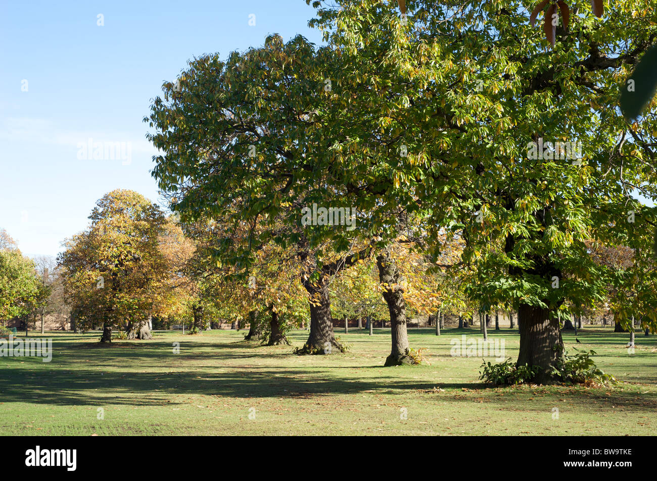 Autumn trees in Greenwich Park, London, UK Stock Photo - Alamy