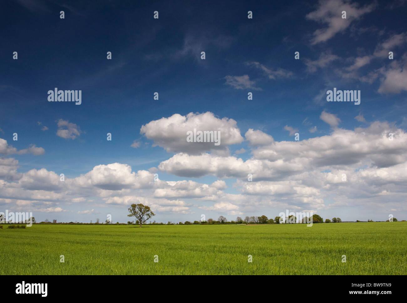Norfolk farmland in springtime Stock Photo - Alamy