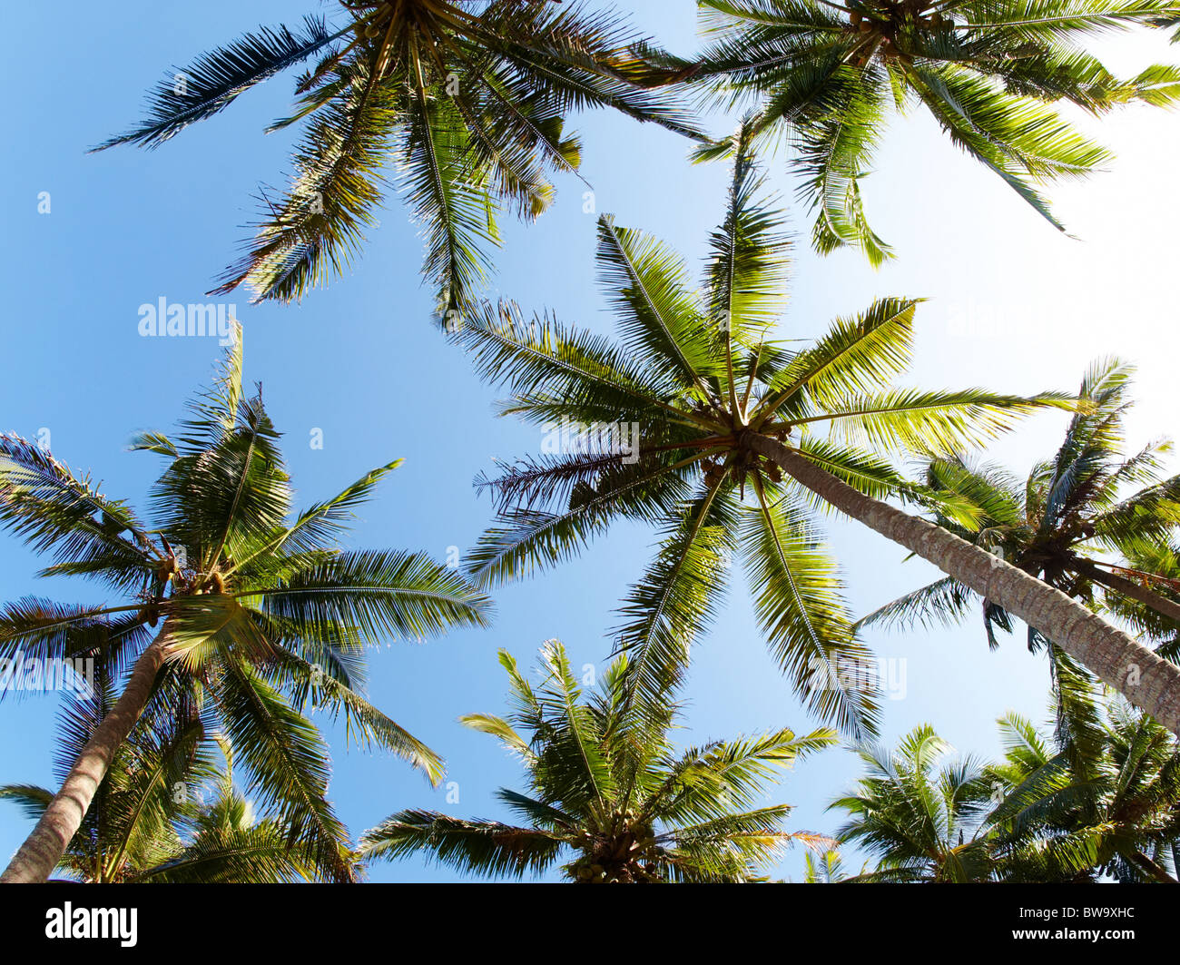 Below view of beautiful palms with with bright blue sky above Stock ...