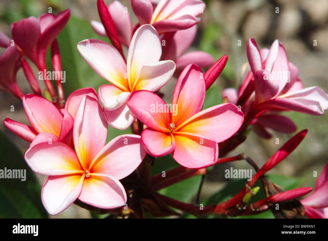 Image of beautiful pink flowers grown in Bali Stock Photo - Alamy