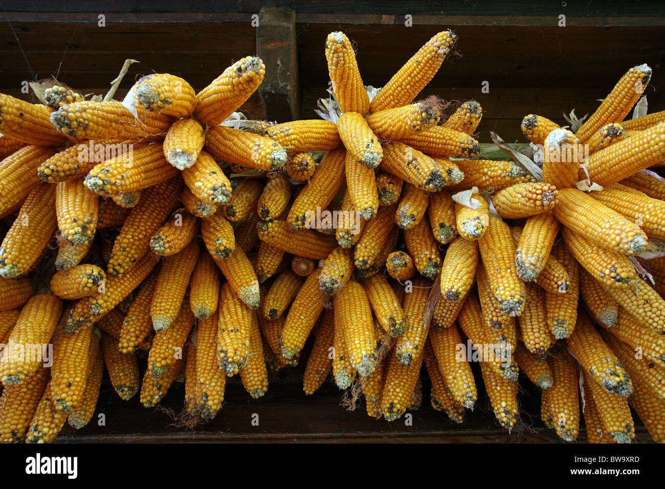 Corncobs drying hi-res stock photography and images - Alamy