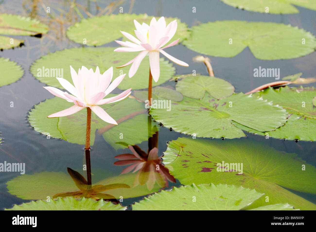 Image of beautiful water lilies with their leaves underneath Stock ...