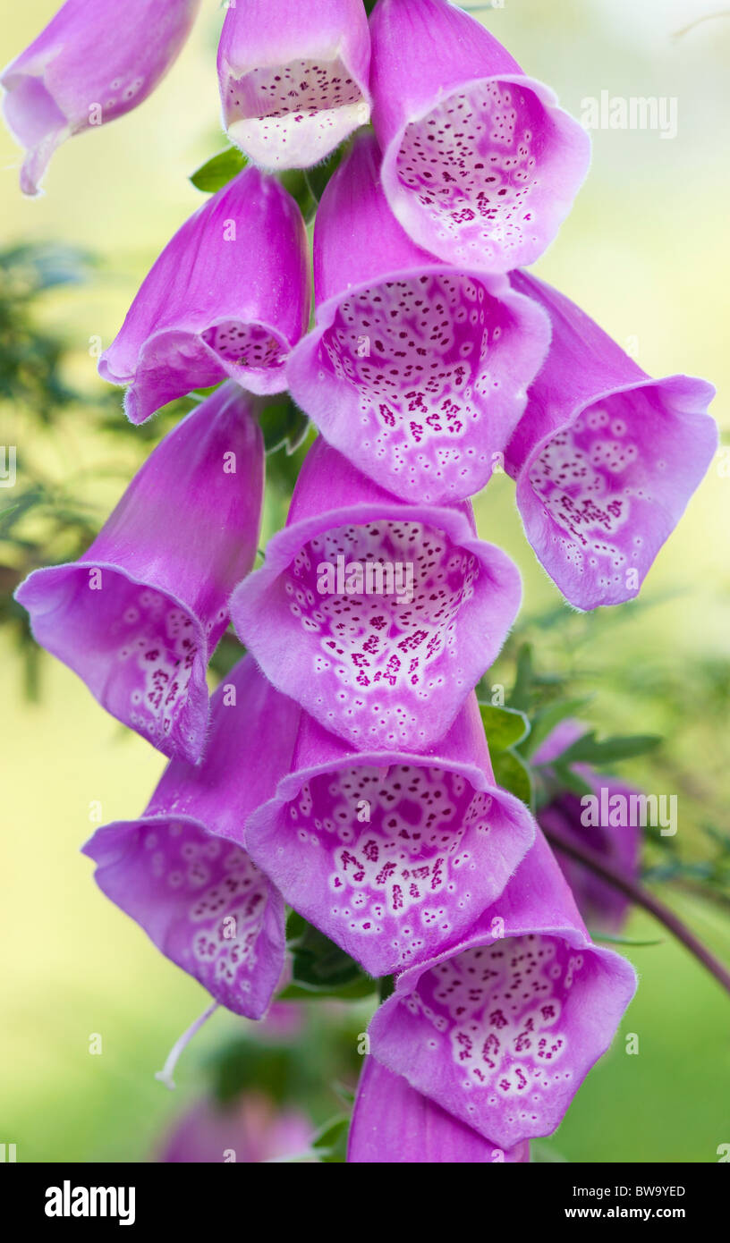 Wild Foxglove Uk Stock Photos & Wild Foxglove Uk Stock Images - Alamy