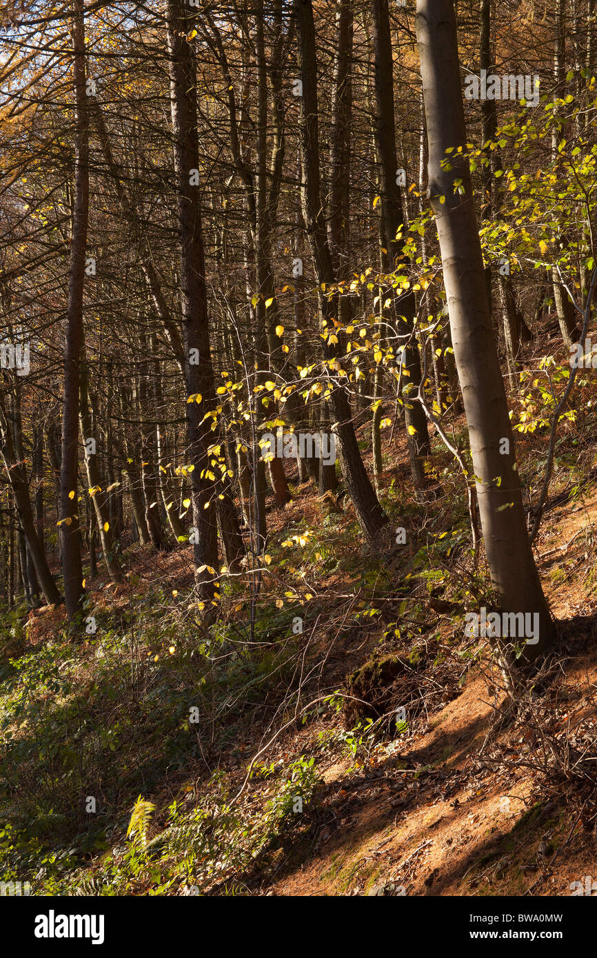November woods uk hi-res stock photography and images - Alamy