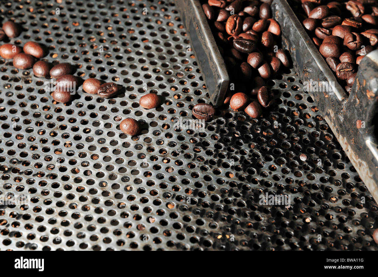 Israel, Nazareth, small coffee roasting shop Beans being roasted in a ...