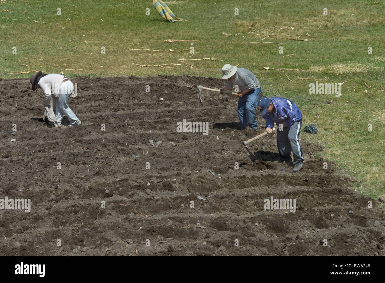 Indigenous people planting crop by hand, Raqchi, Peru Stock Photo - Alamy