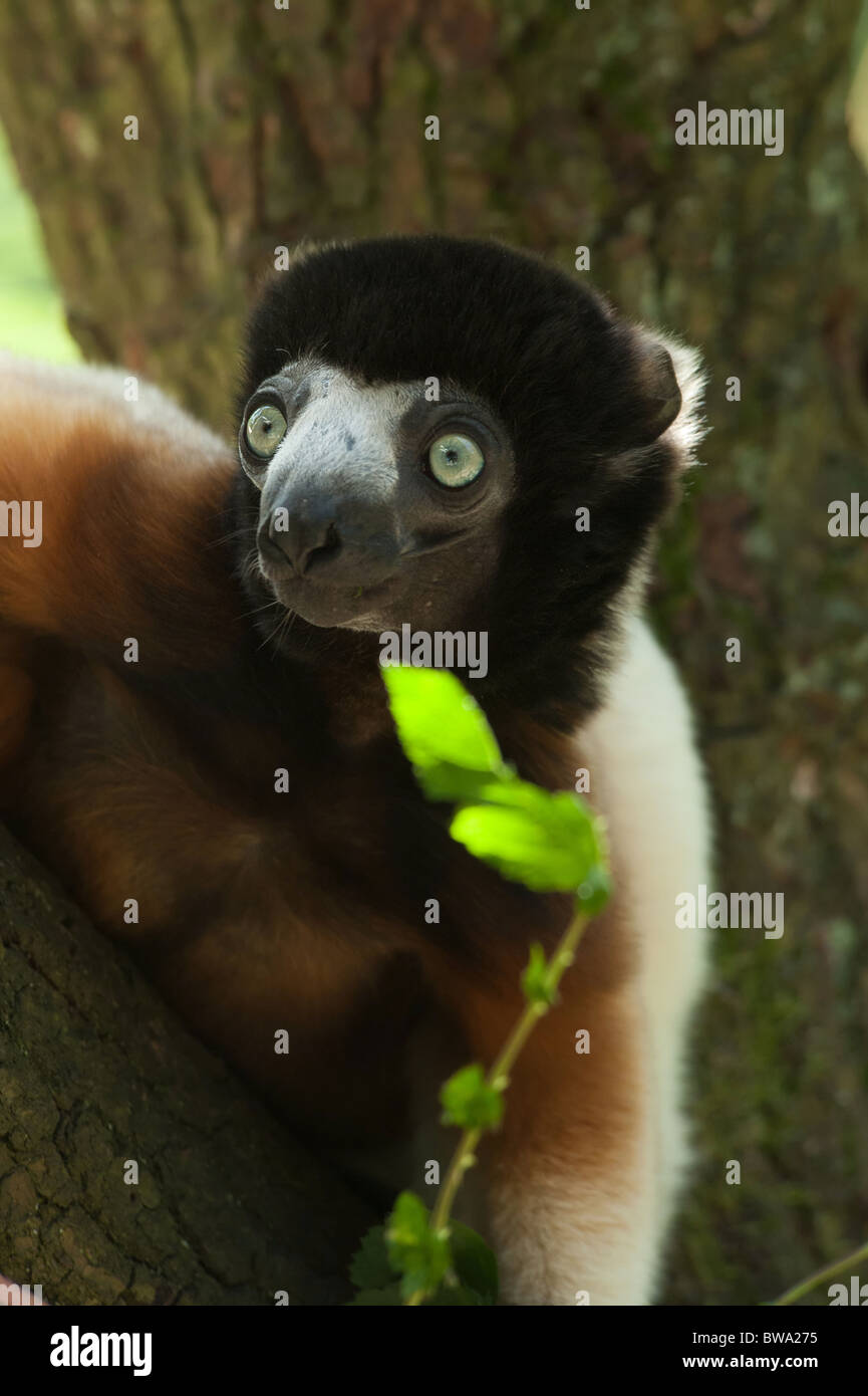 A cute crowned sifaka (Propithecus coronatus) in a tree Stock Photo - Alamy