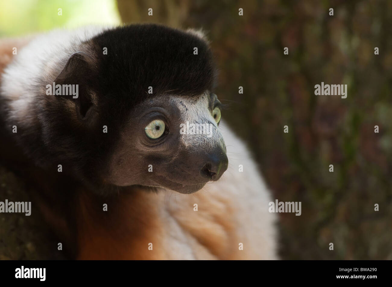 A cute crowned sifaka (Propithecus coronatus) in a tree Stock Photo - Alamy