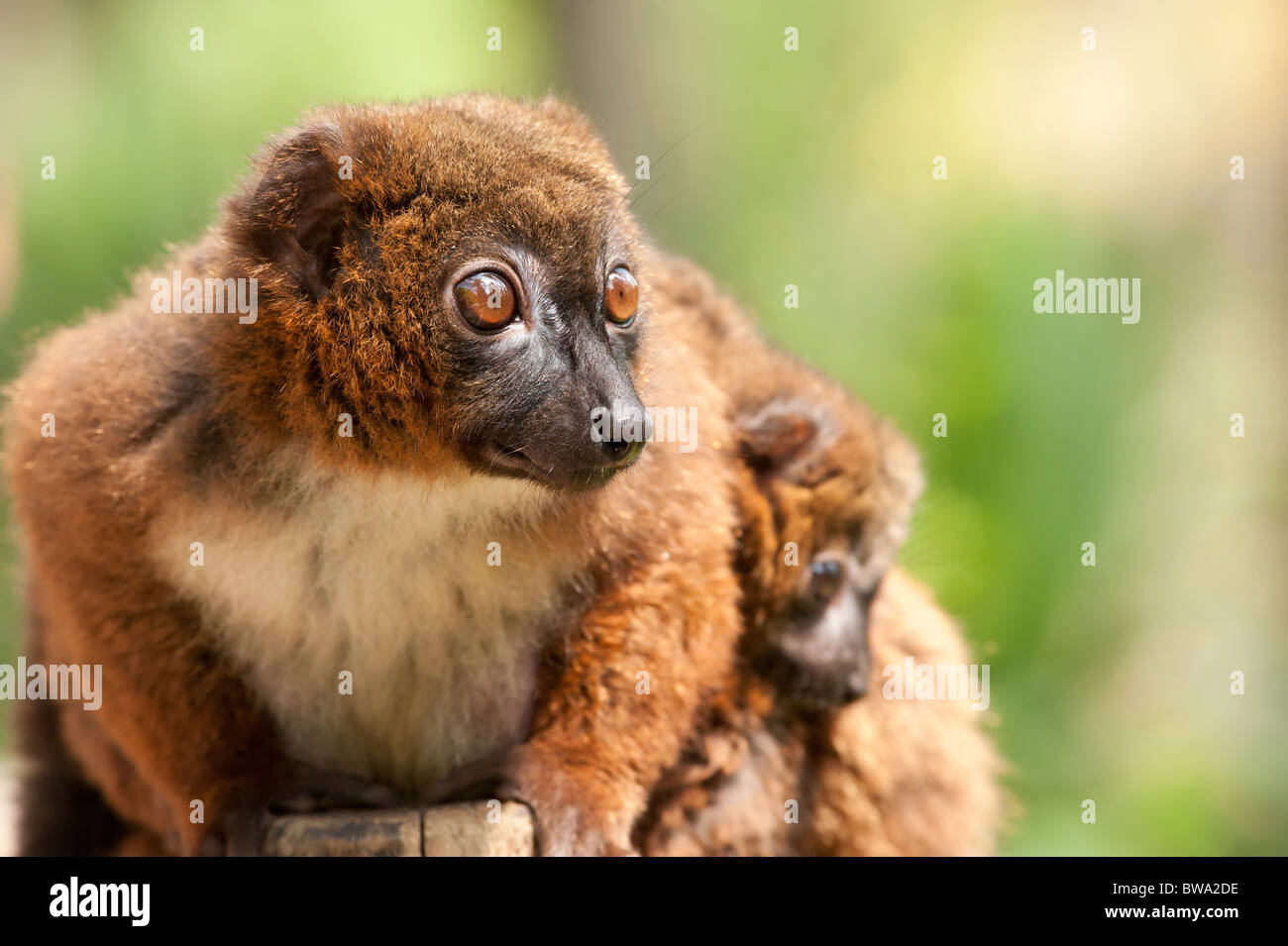 Cute Red-bellied Lemur with baby (Eulemur rubriventer Stock Photo - Alamy