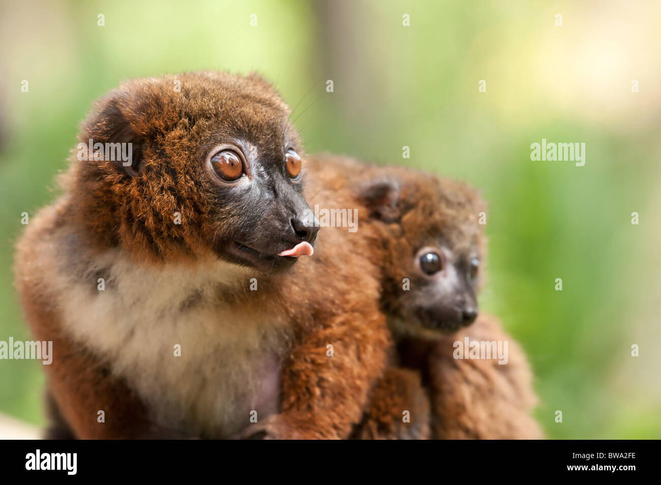 Cute Red-bellied Lemur with baby (Eulemur rubriventer Stock Photo - Alamy