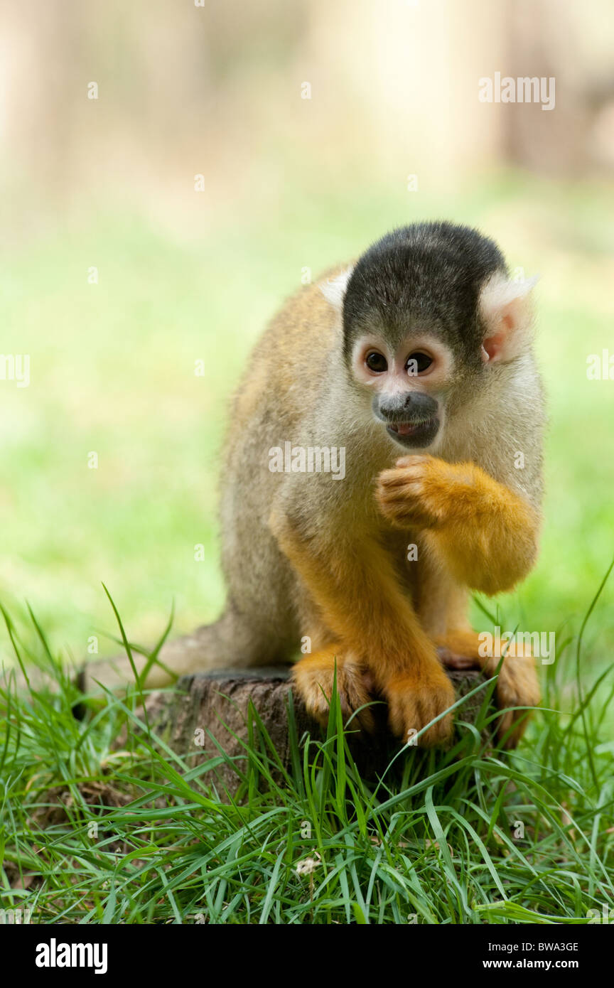 cute squirrel monkey (Saimiri) subfamily: saimiriinae Stock Photo - Alamy