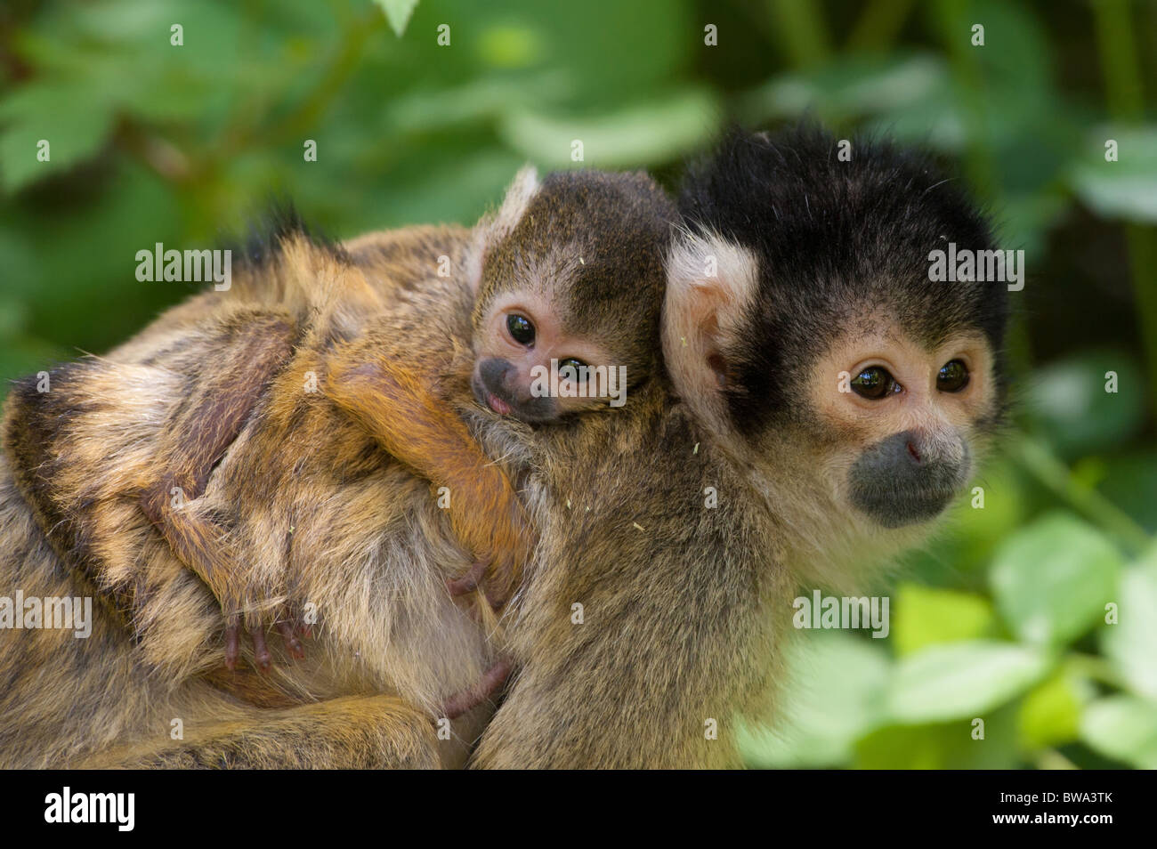 Cute Squirrel Monkey