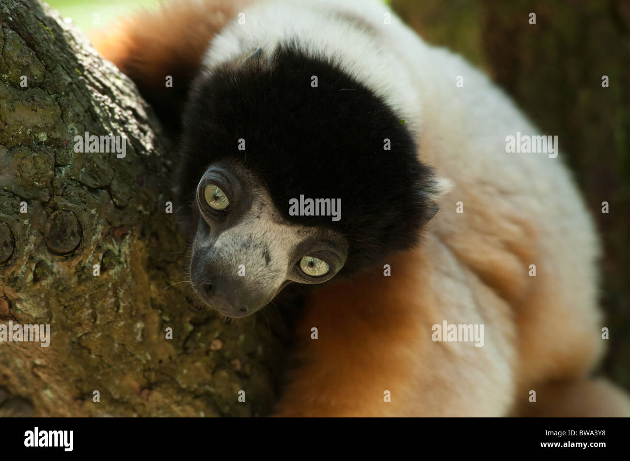 A cute crowned sifaka (Propithecus coronatus) in a tree Stock Photo - Alamy