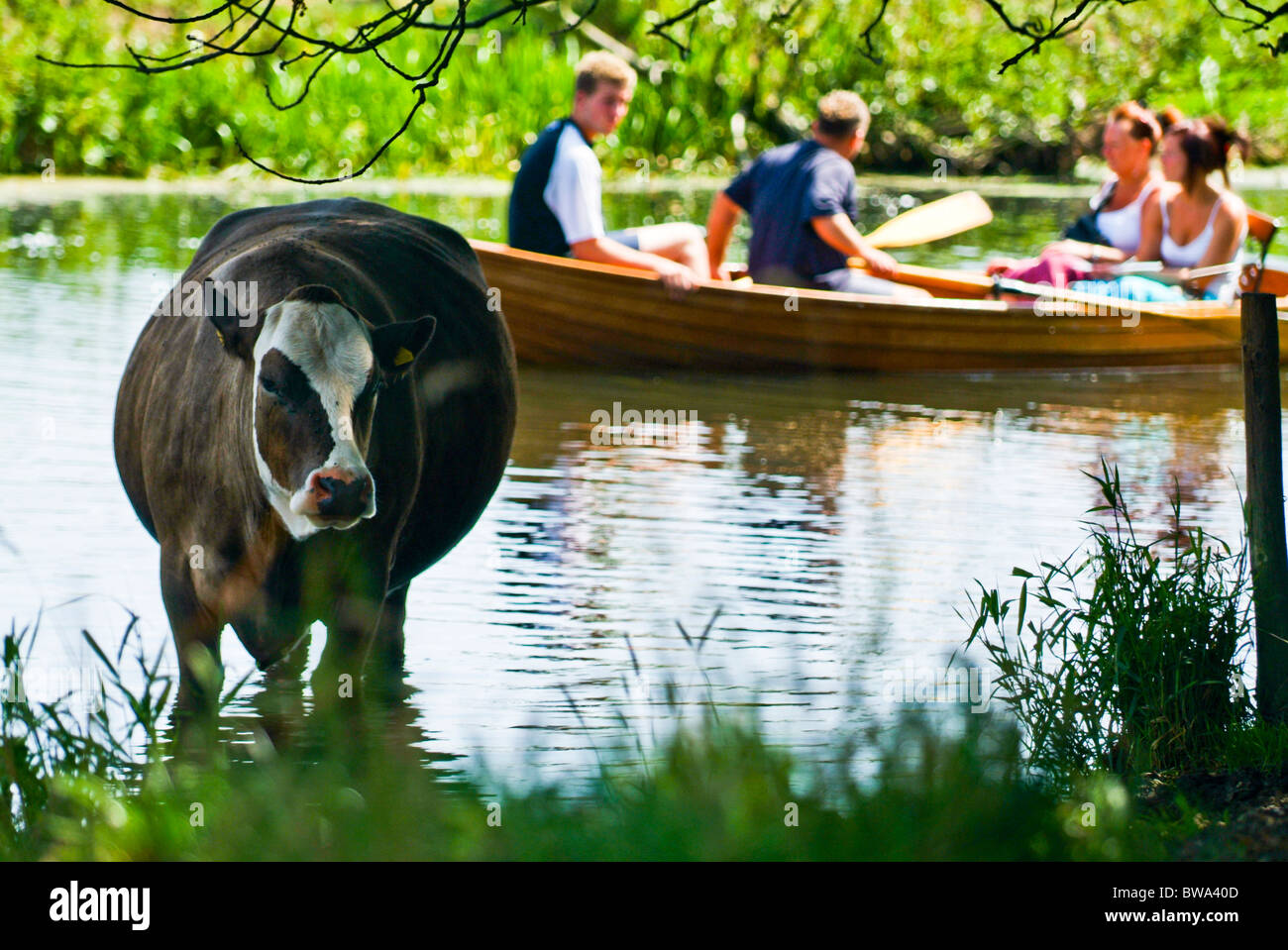 A Cow keeping cool in the water at Flatford Mills, Suffolk, England ...