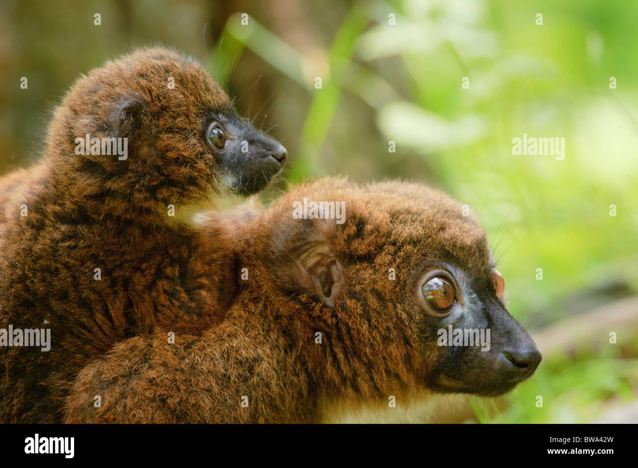 Cute Red-bellied Lemur with baby (Eulemur rubriventer Stock Photo - Alamy