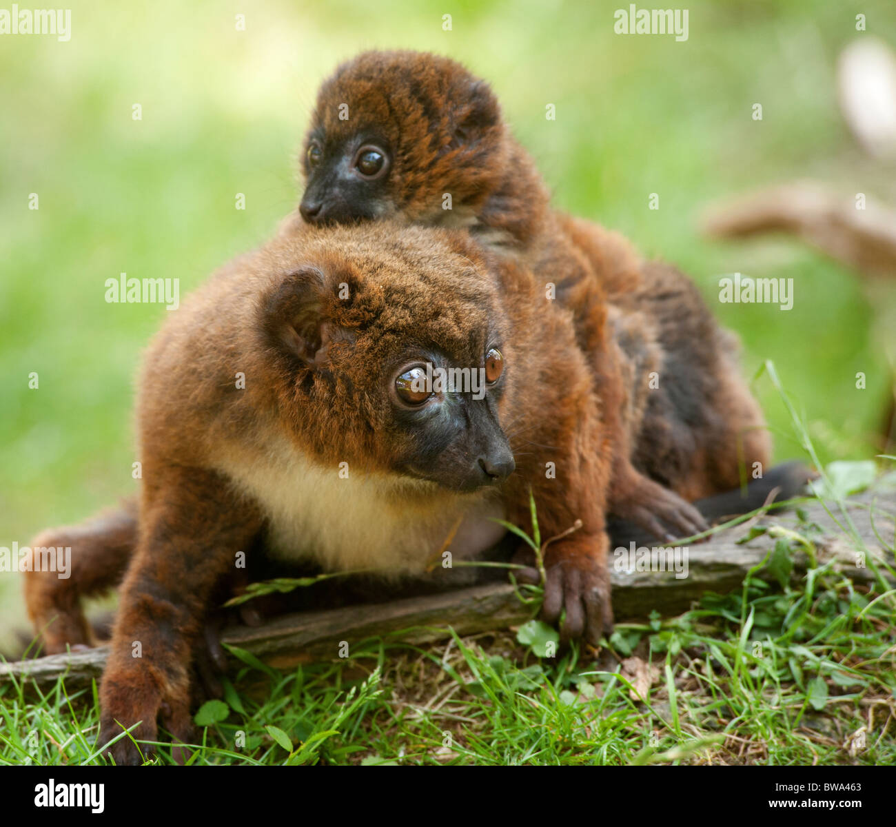 Cute Red-bellied Lemur with baby (Eulemur rubriventer Stock Photo - Alamy