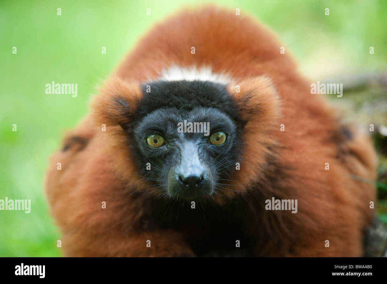 Beautiful red ruffed lemur (Varecia rubra Stock Photo - Alamy