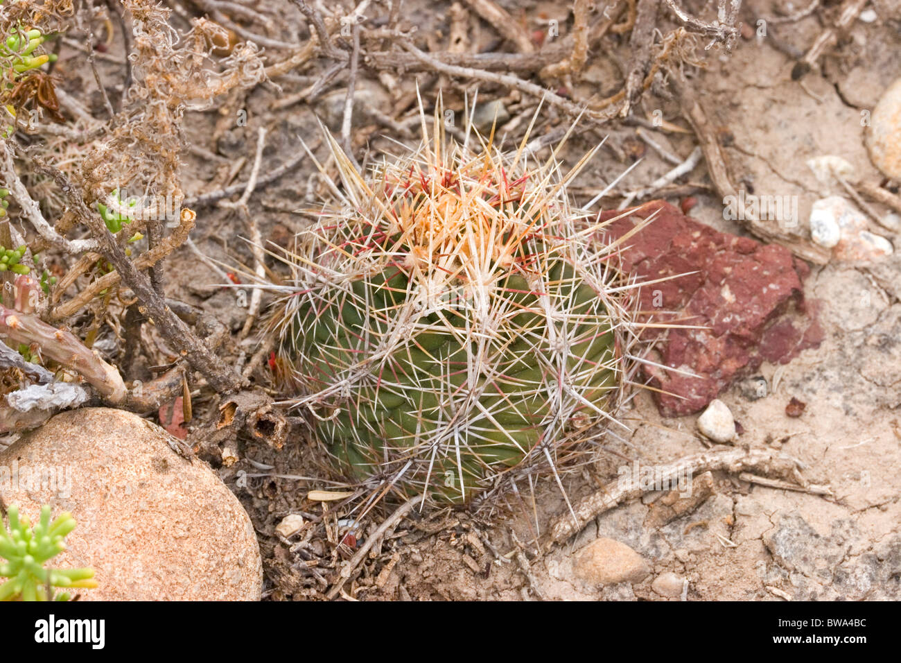 Glory of Texas cactus Stock Photo - Alamy