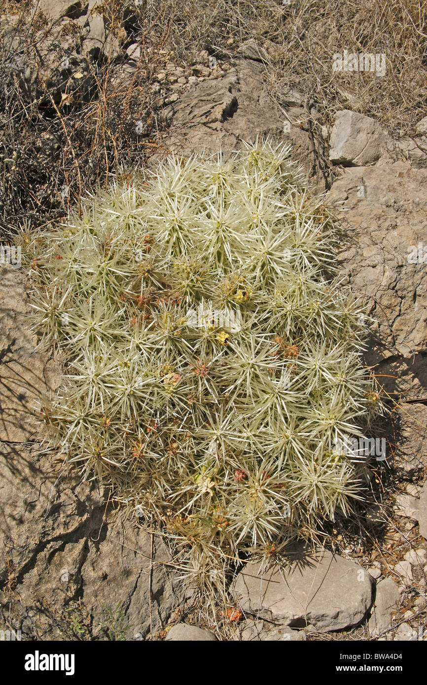 Cholla cactus spines hi-res stock photography and images - Alamy