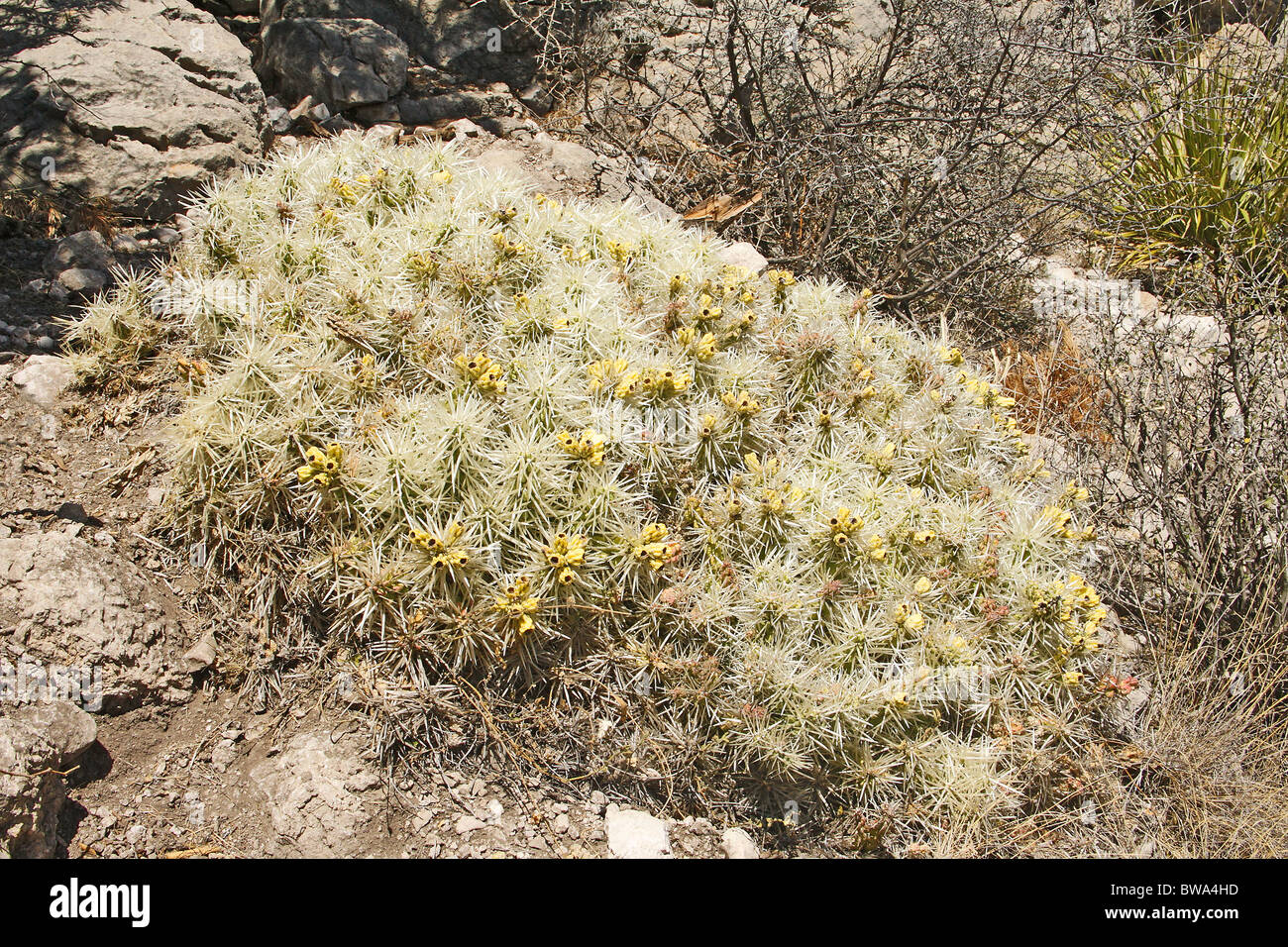 Cholla cactus spines hi-res stock photography and images - Alamy