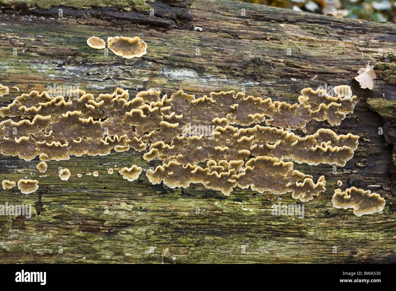 Hairy stereum fungus hi-res stock photography and images - Alamy