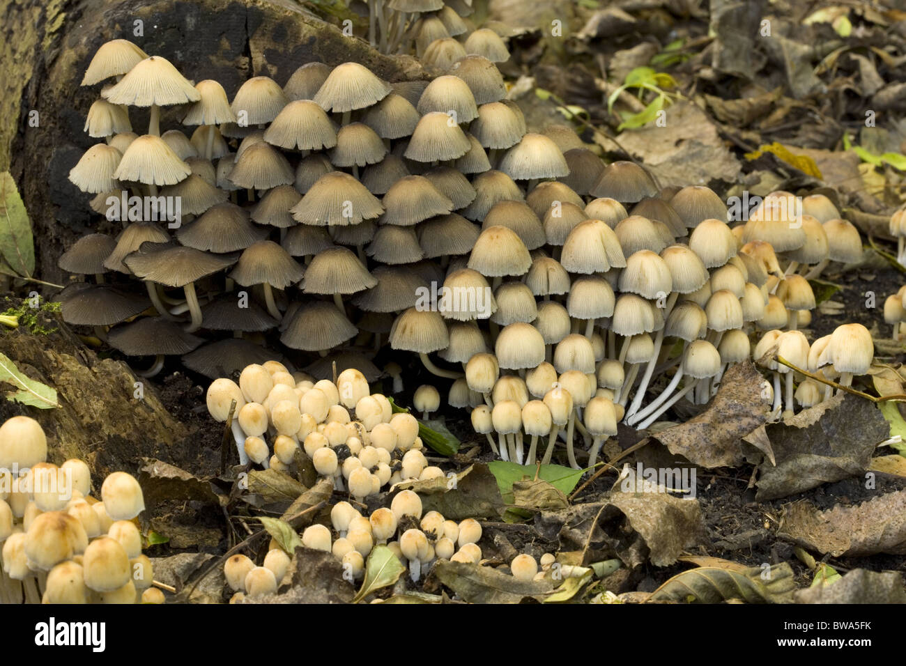 Fairy Inkcap (Coprinus disseminatus) of different ages, Alblasserdam ...