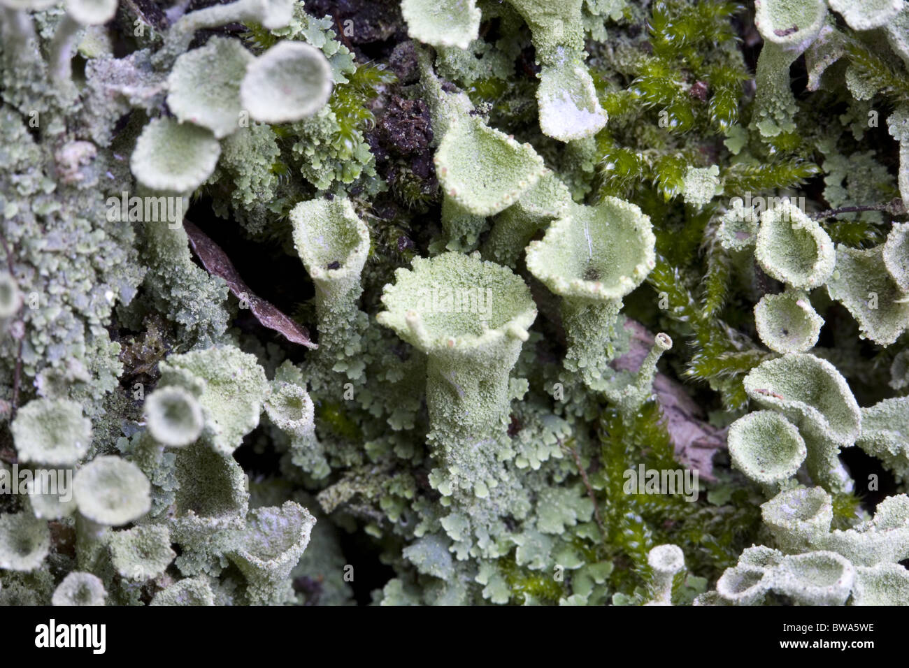 Pixie cup lichens hi-res stock photography and images - Alamy