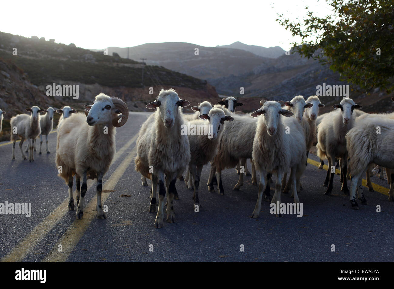 Sheep in Crete (Kriti) Waiting for the Shepherd Stock Photo - Alamy