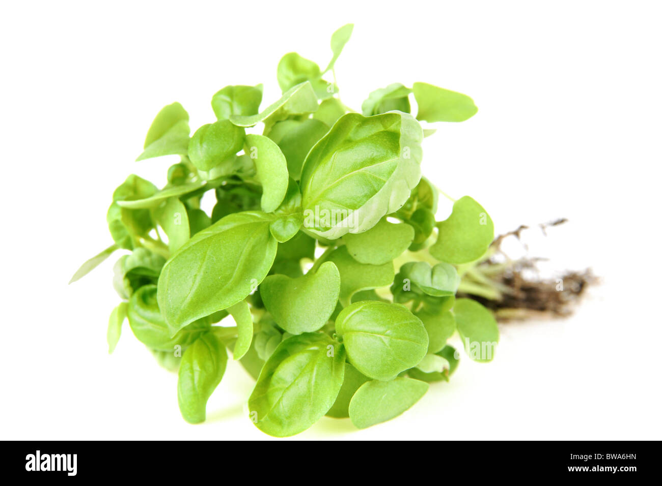 Bunch of fresh basil on white background Stock Photo - Alamy