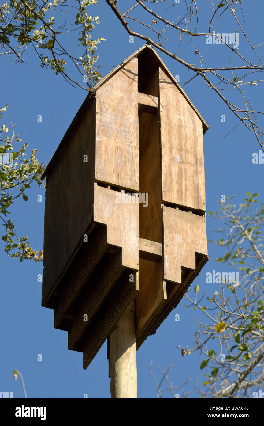 Bat Box Letaba Kruger National Park; South Africa Stock Photo - Alamy