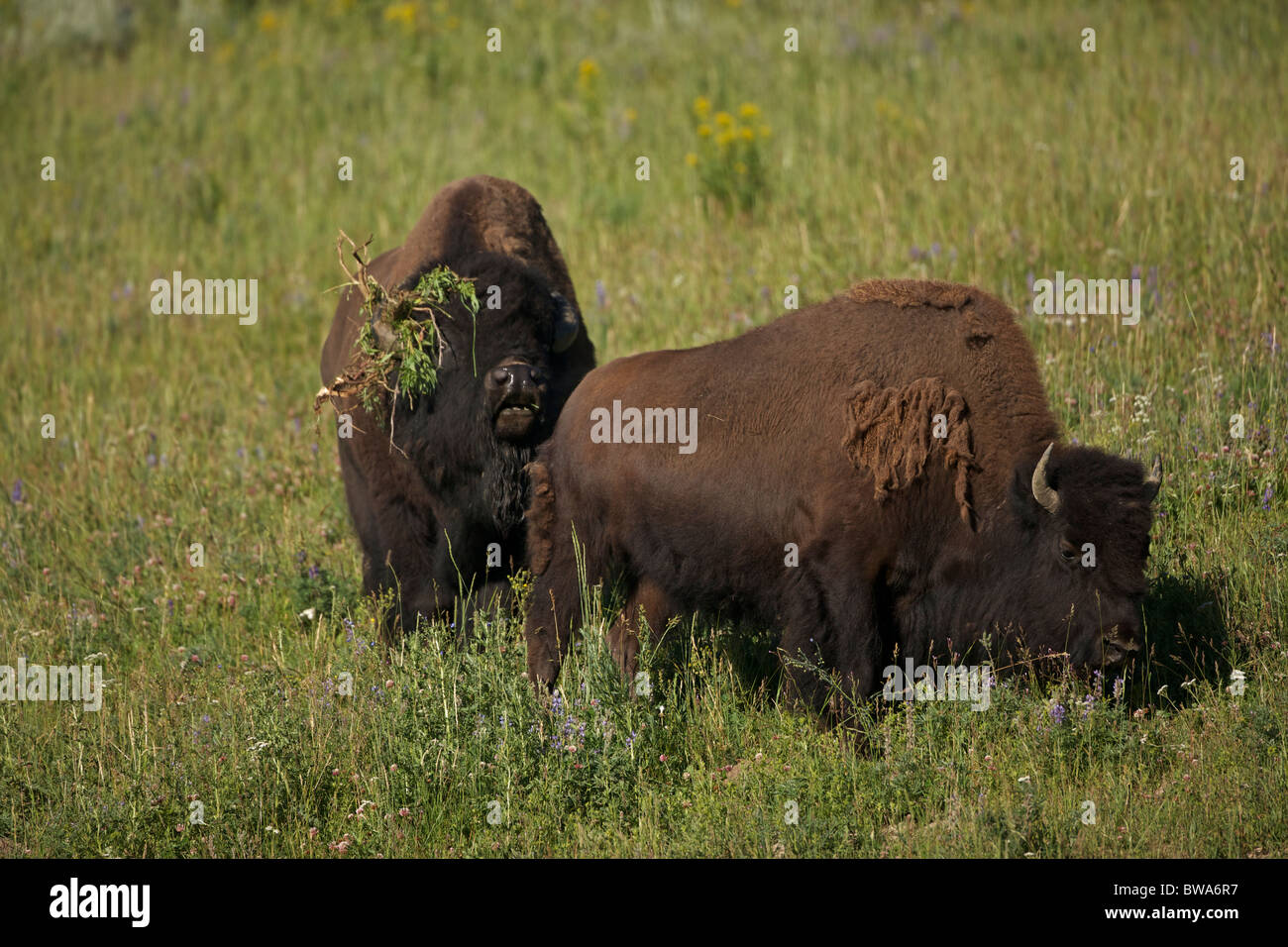 American Bison (Bison bison) Wyoming - Male in rut - Commonly called ...