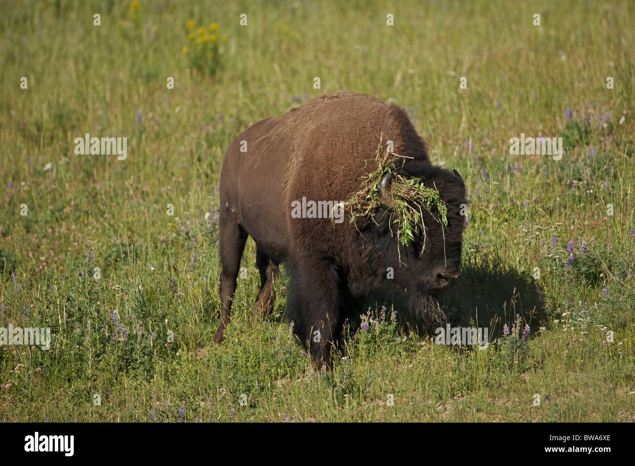 American Bison (Bison bison) Wyoming - Male in rut - Commonly called ...